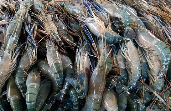 Lobster farming There are several methods of raising lobsters, Siam ...