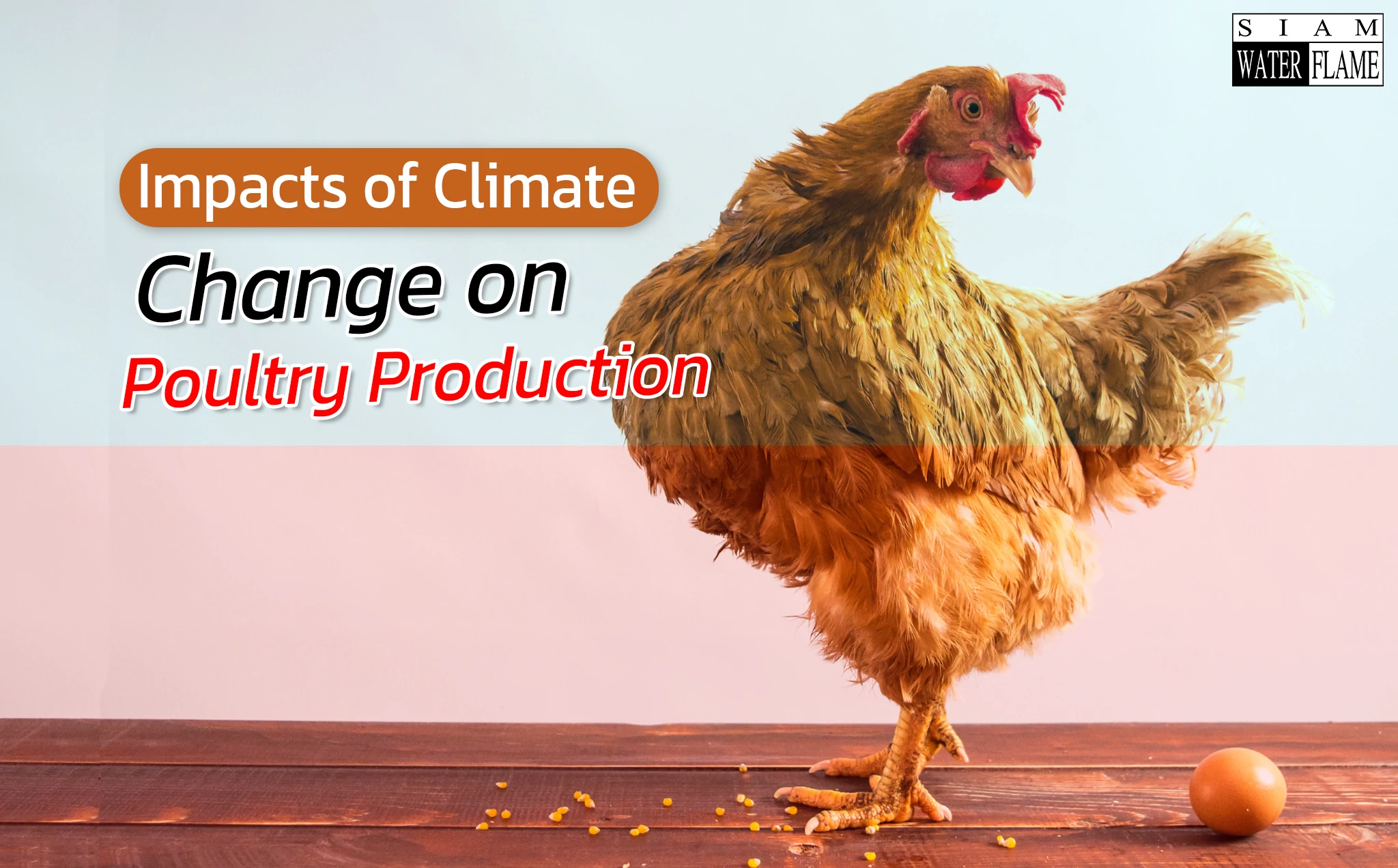 Impacts of Climate Change on Poultry Production Siam Water Flame