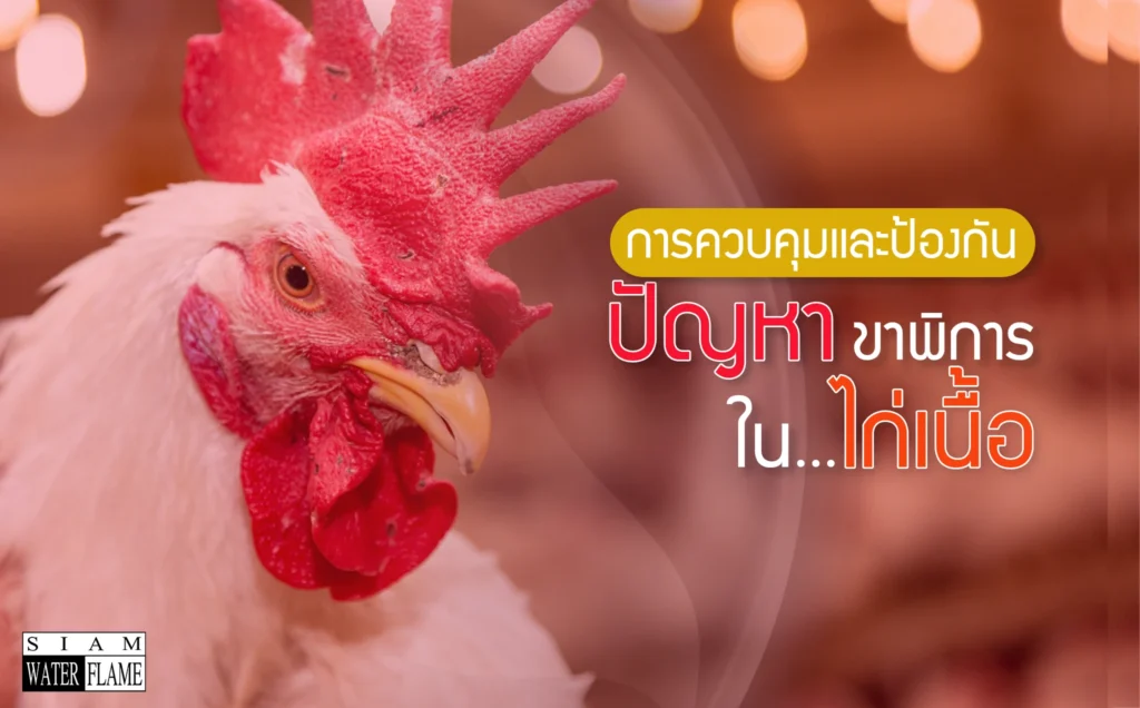 Control of leg deformities in broilers Siam Water Flame